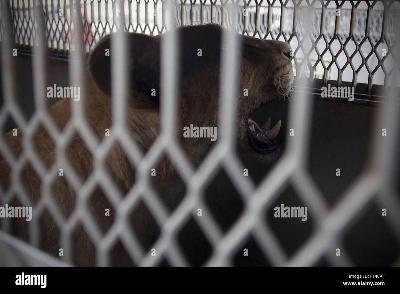 Mexico City, Mexico. 26th Aug, 2015. A lioness is seen in a cage during ...