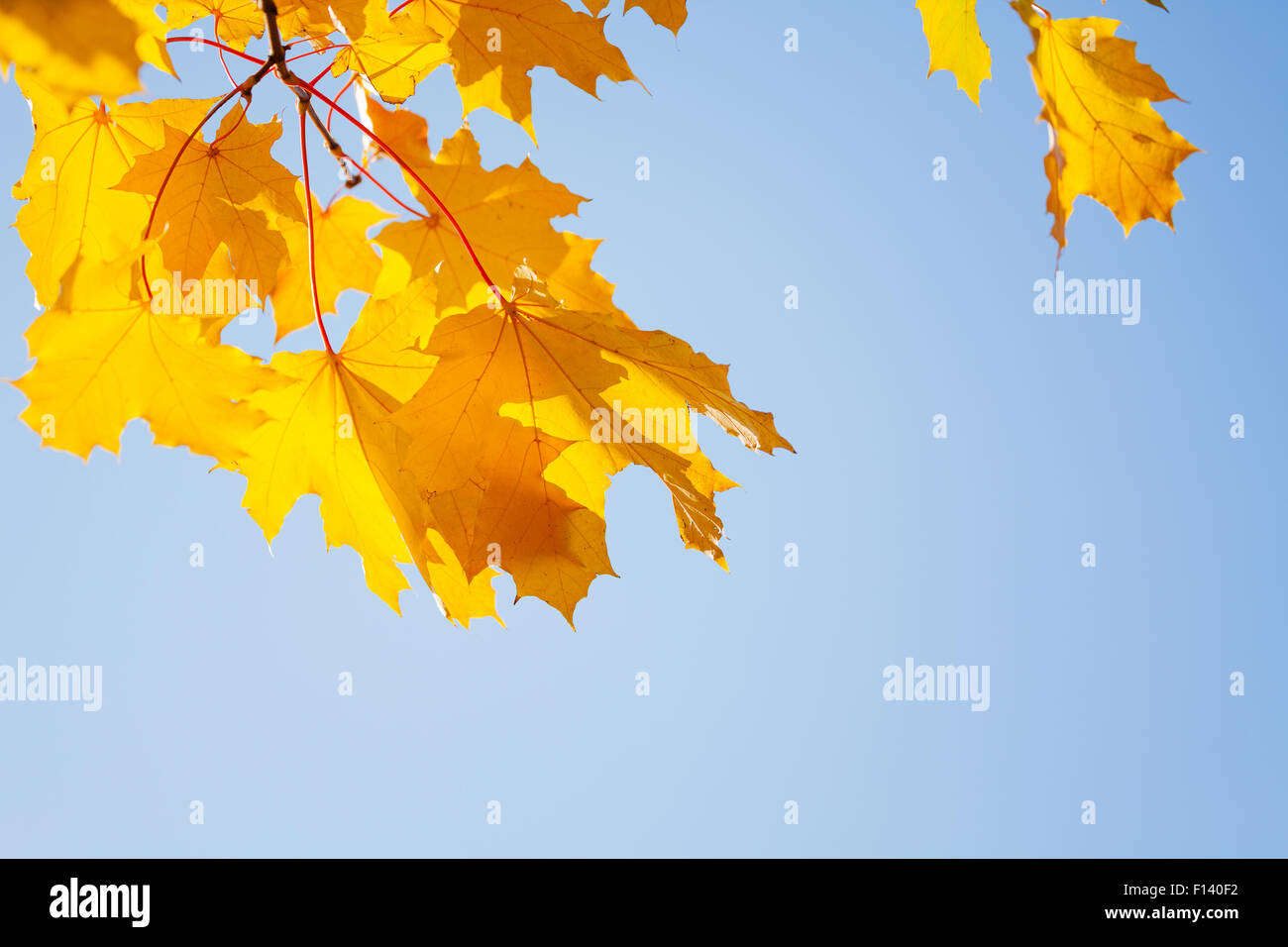 Beautiful yellow maple trees close-up Stock Photo - Alamy