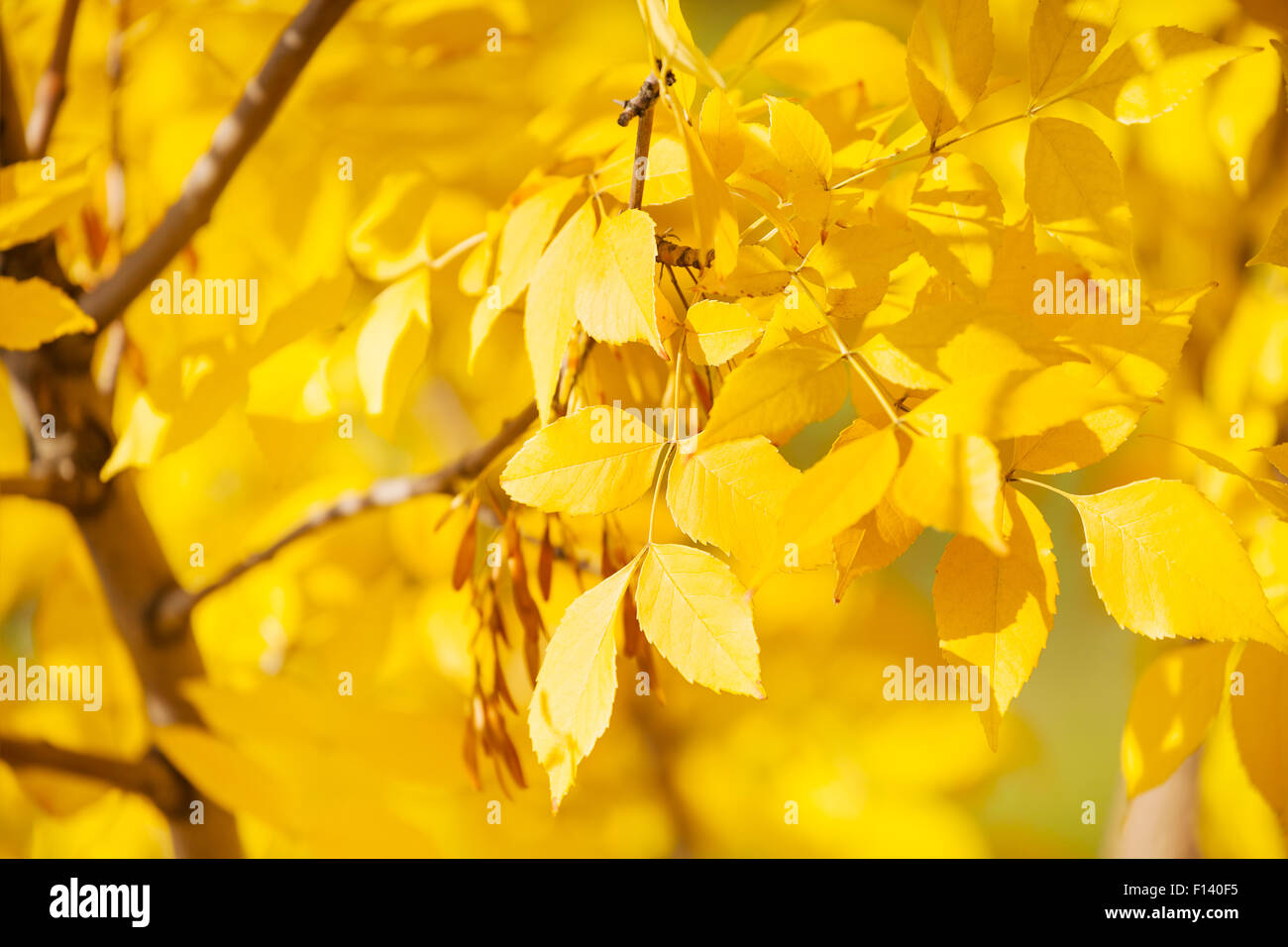 Golden ash tree hi-res stock photography and images - Alamy