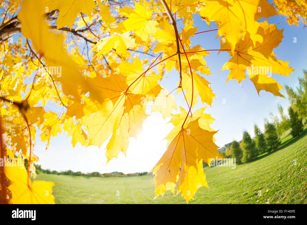 Closeup of beautiful maple leaves over sun and sky Stock Photo - Alamy