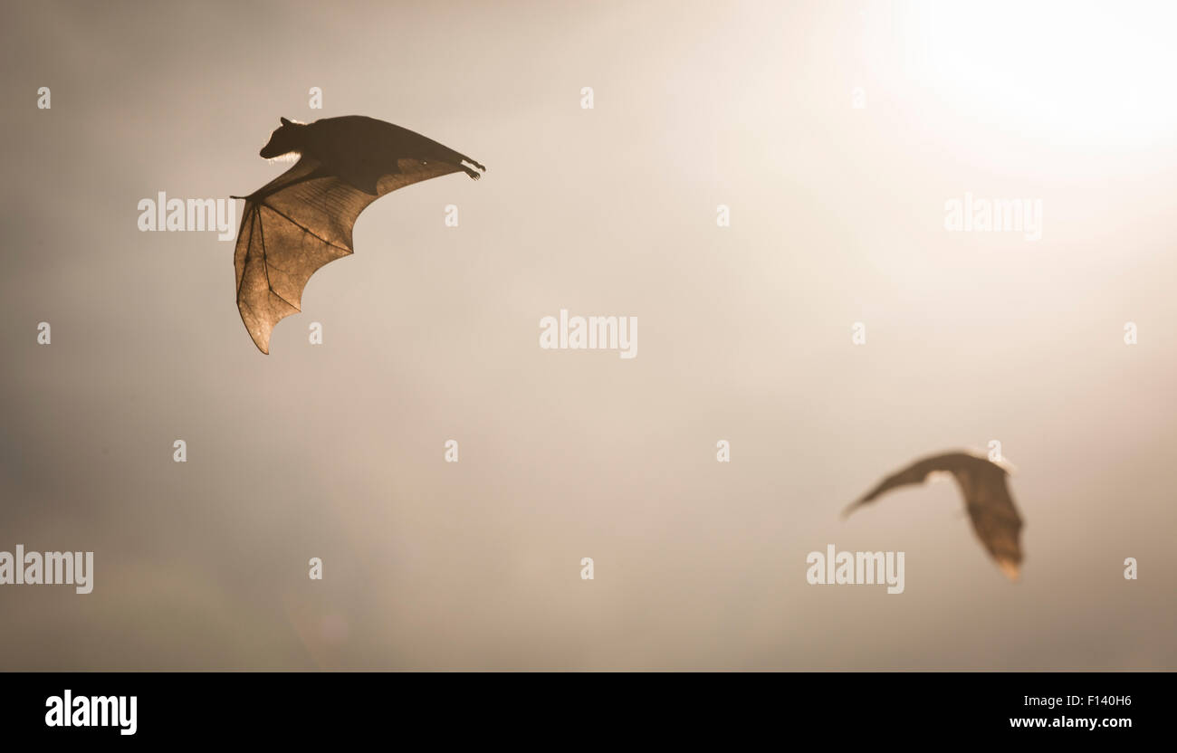 Straw-coloured fruit bat (Eidolon helvum) in flight in mist, Kasanka ...