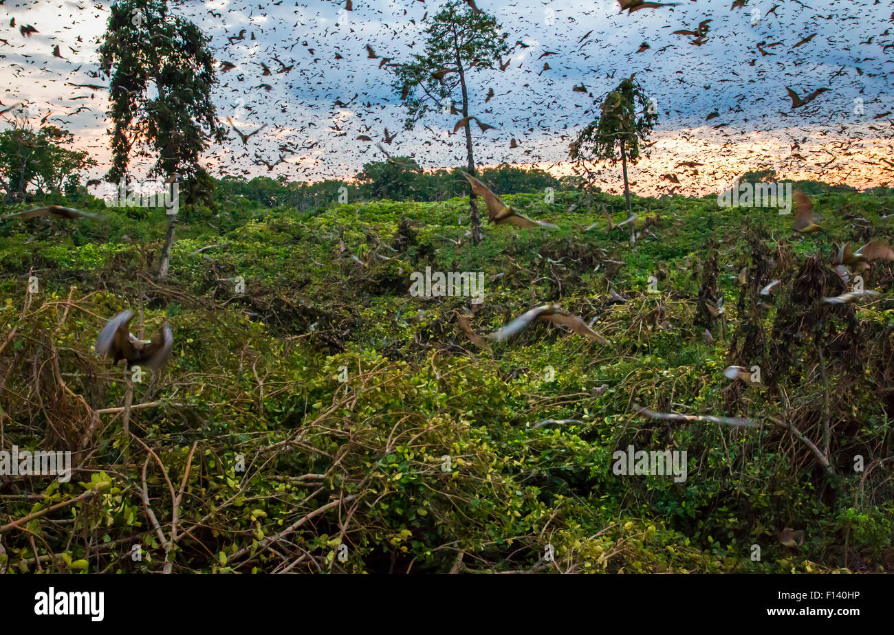 Mass of Straw-coloured fruit bat (Eidolon helvum) in flight in habitat ...