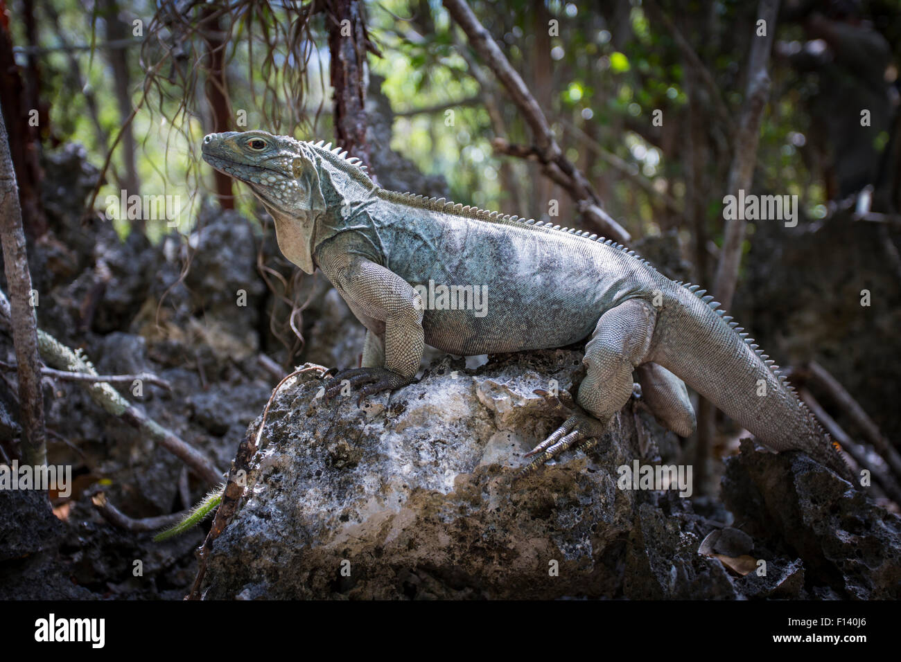 Grand Cayman Blue iguanga (Cyclura lewisi) Salina Reserve, Grand Cayman ...