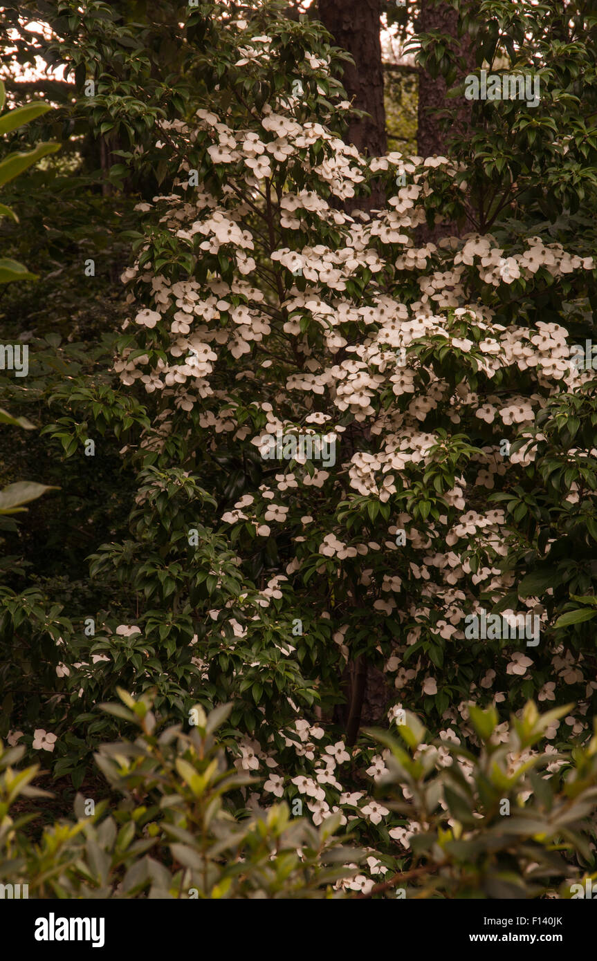 Cornus angustata EMPRESS OF CHINA Stock Photo - Alamy