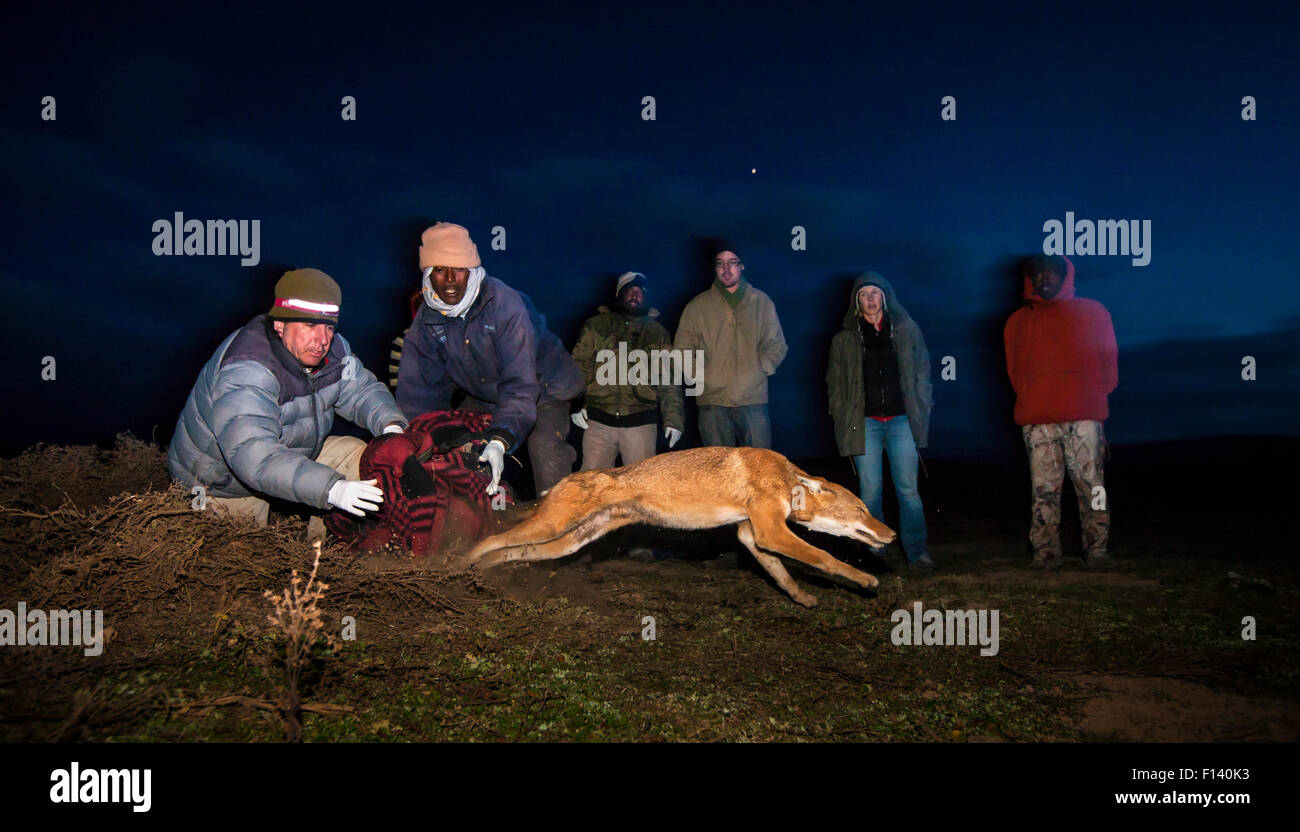 A researcher from the Ethiopian Wolf Conservation Program (EWCP ...