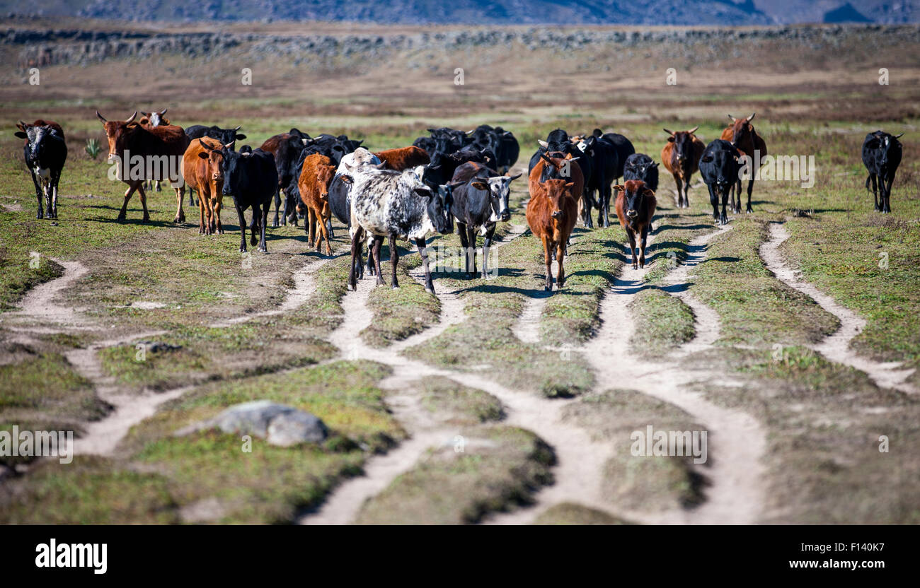 Herd of cattle (Bos indicus) walking along eroded tracks, Bale ...
