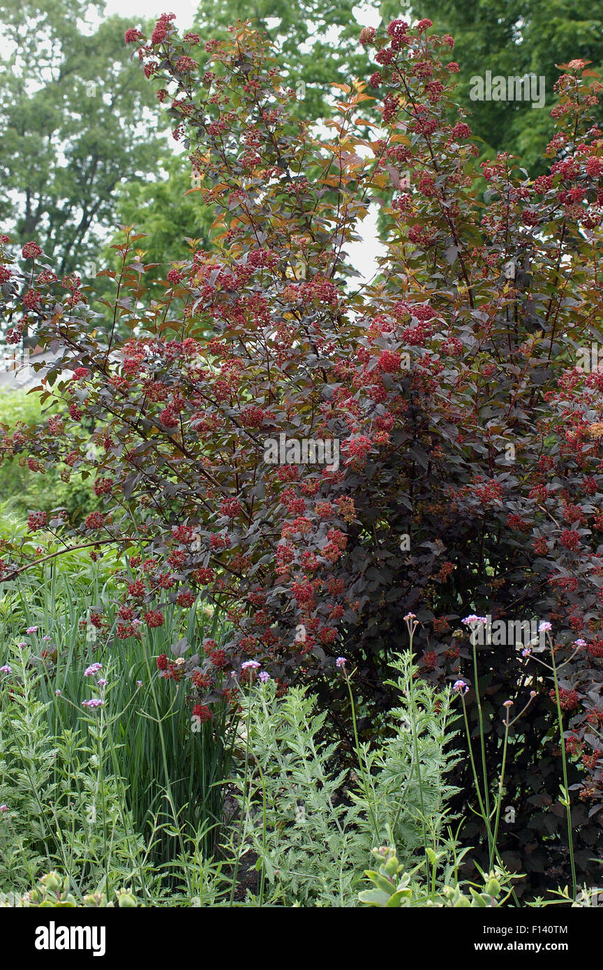 Physocarpus opulifolius 'Diablo ' shrub with seed pods Stock Photo - Alamy