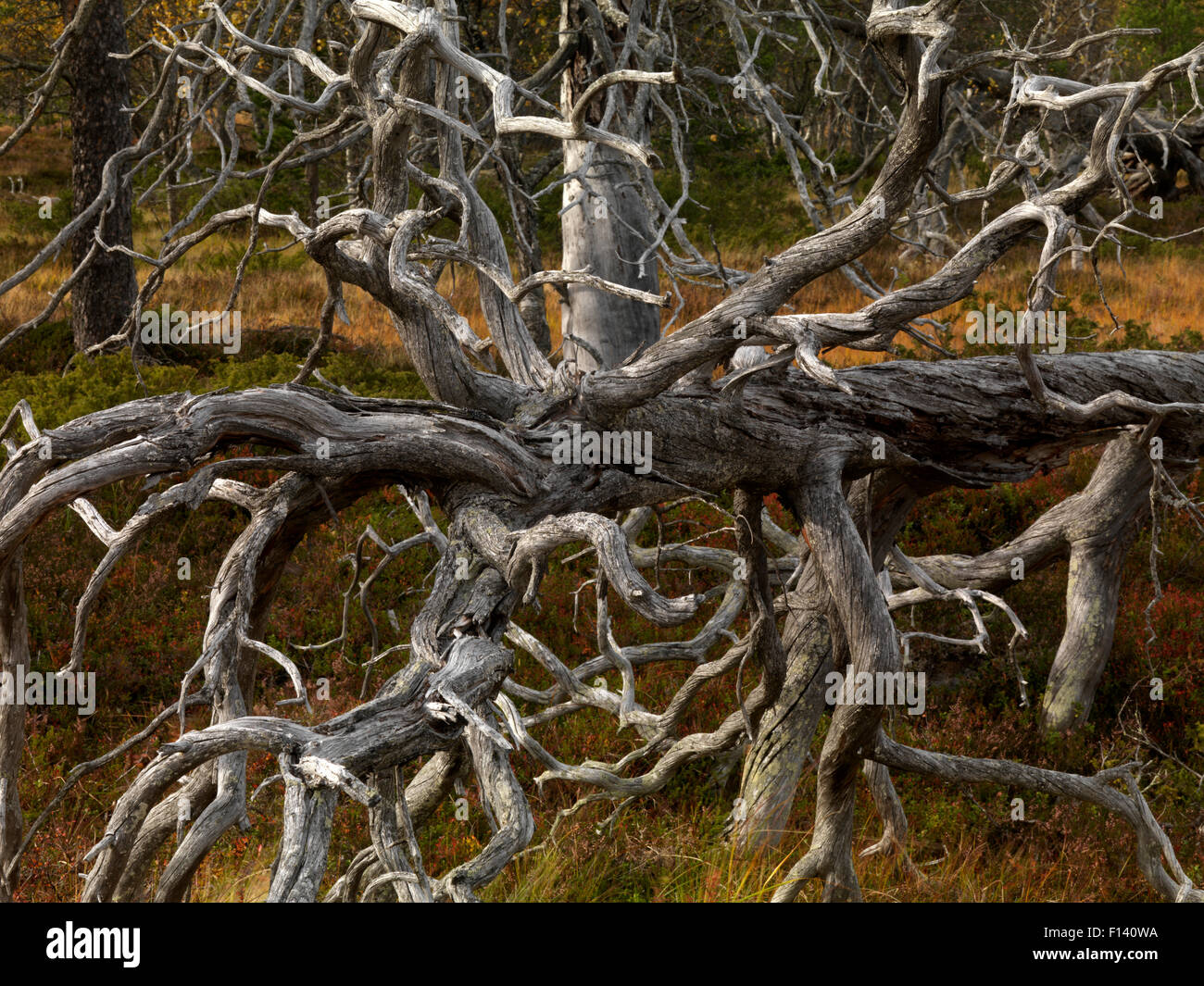 Pinus sp hi-res stock photography and images - Alamy