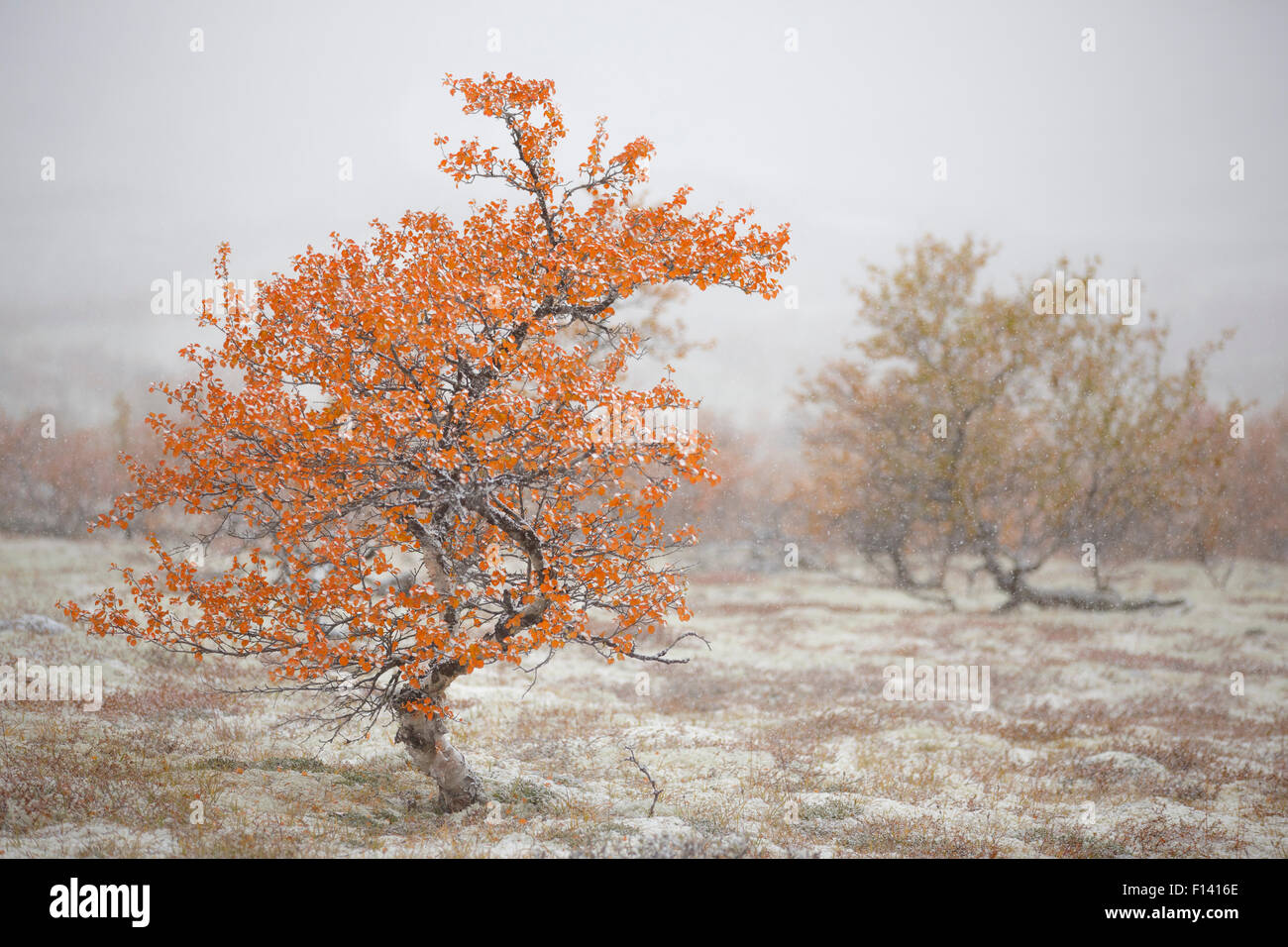 Silver birch trees (Betula pendula) in snow, Rondane National Park ...