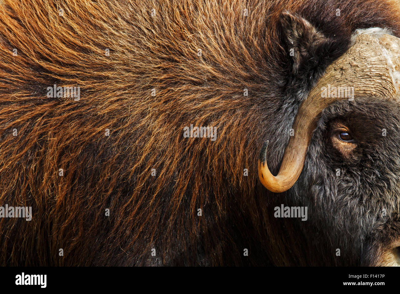 Musk ox (Ovibos moschatus) close up, Norway, September Stock Photo - Alamy
