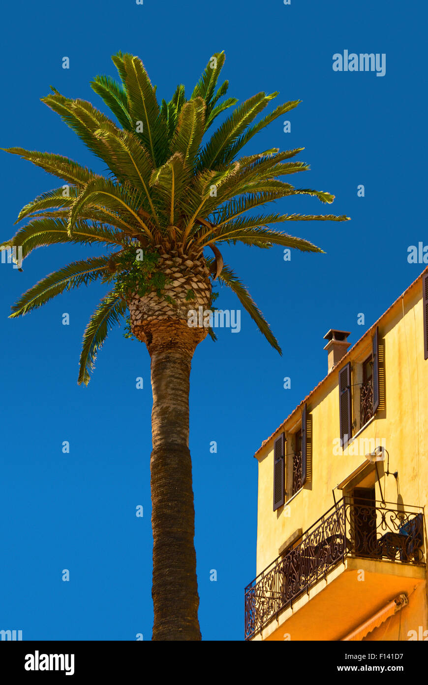 Corsican palm tree hi-res stock photography and images - Alamy