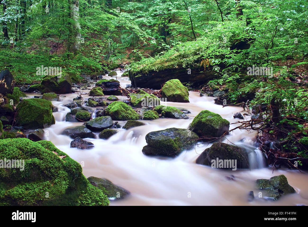 beautiful green forest near with the creek Stock Photo - Alamy
