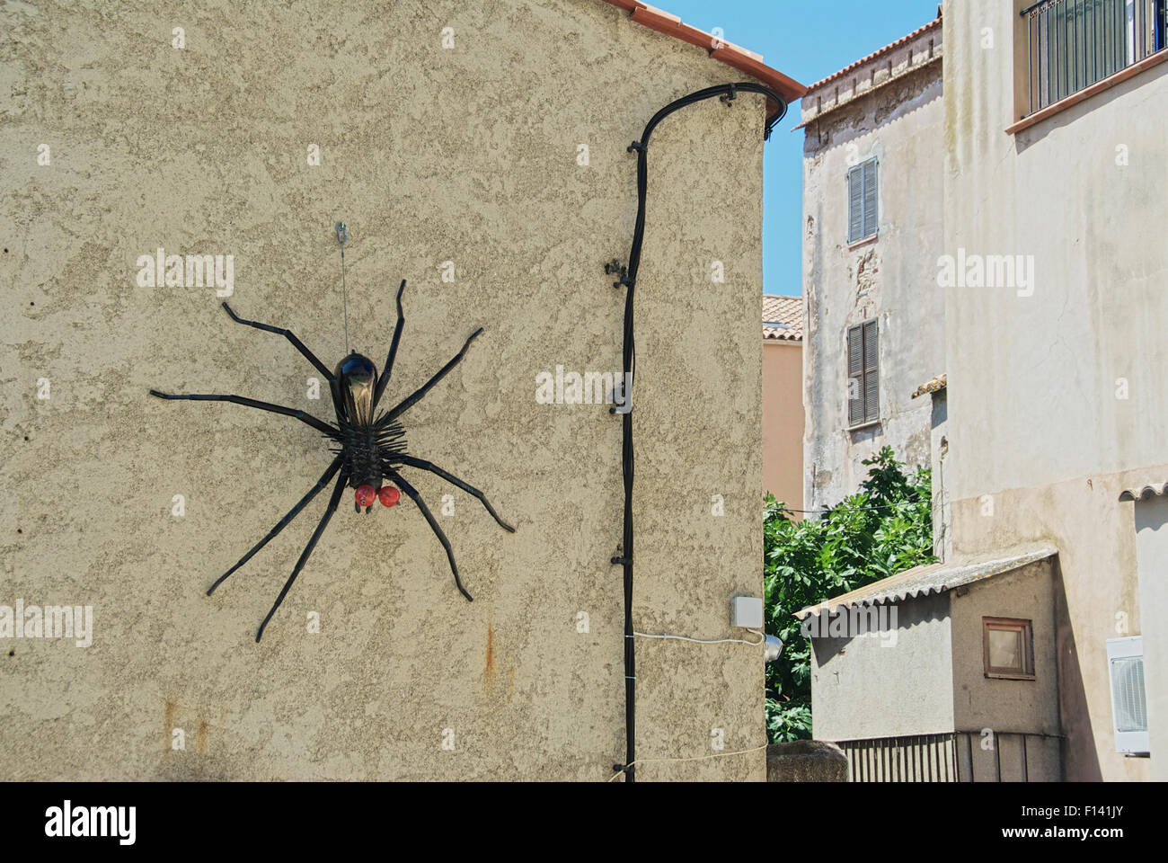 Corsican spider hi-res stock photography and images - Alamy