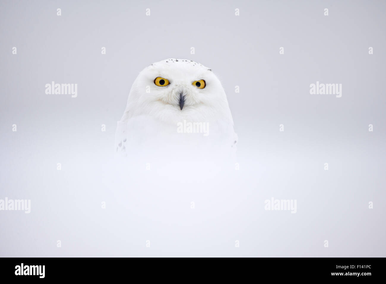 Snow, snowy owl hi-res stock photography and images - Alamy