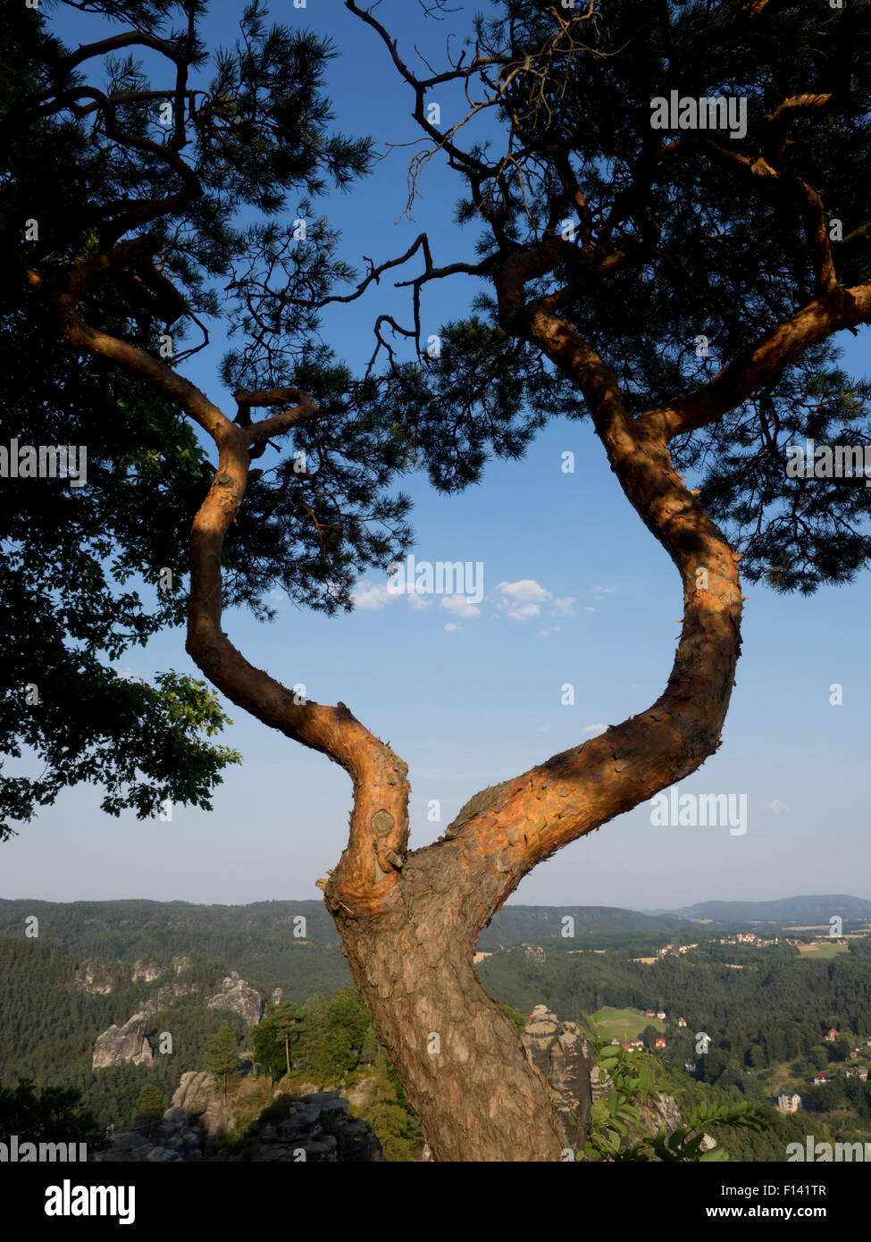 Baum im baum hi-res stock photography and images - Alamy