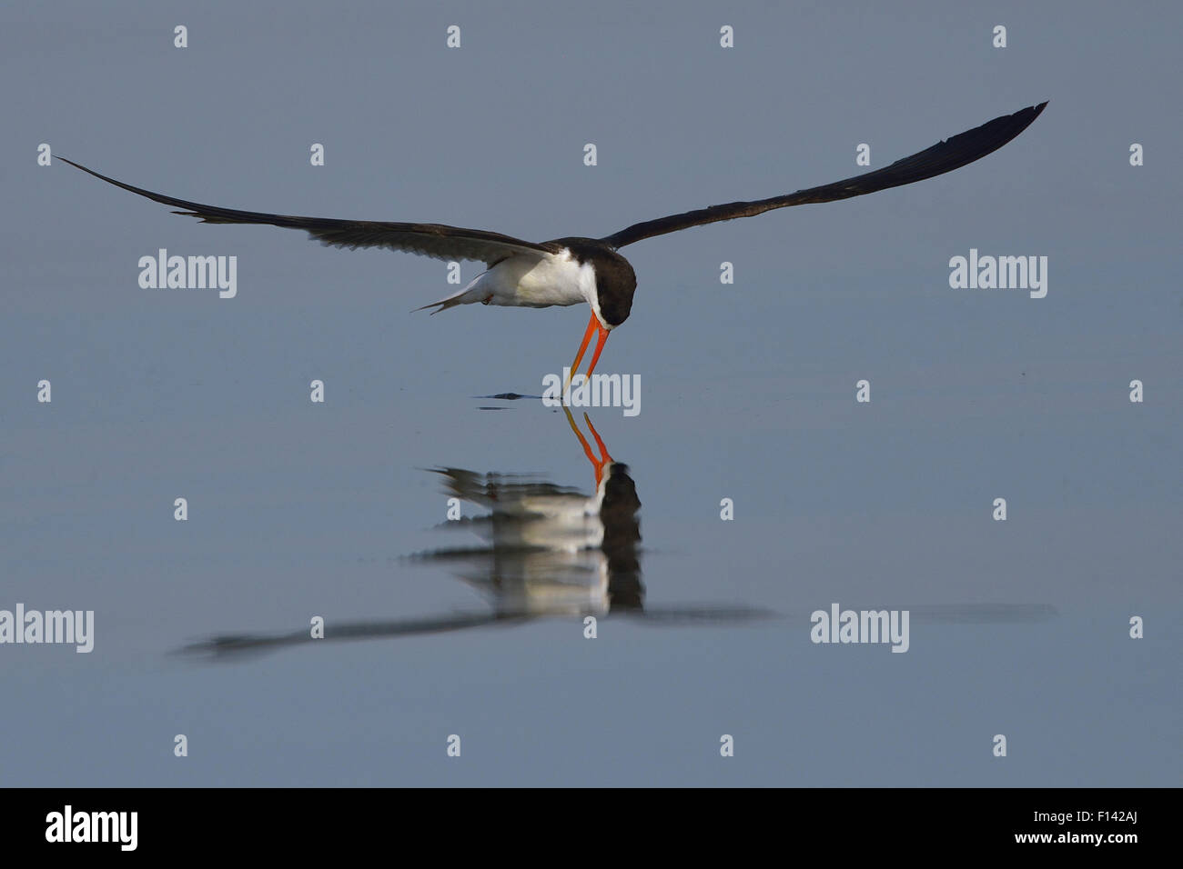 African skimmer (Rynchops flavirostris) skimming, Chobe River, Botswana ...