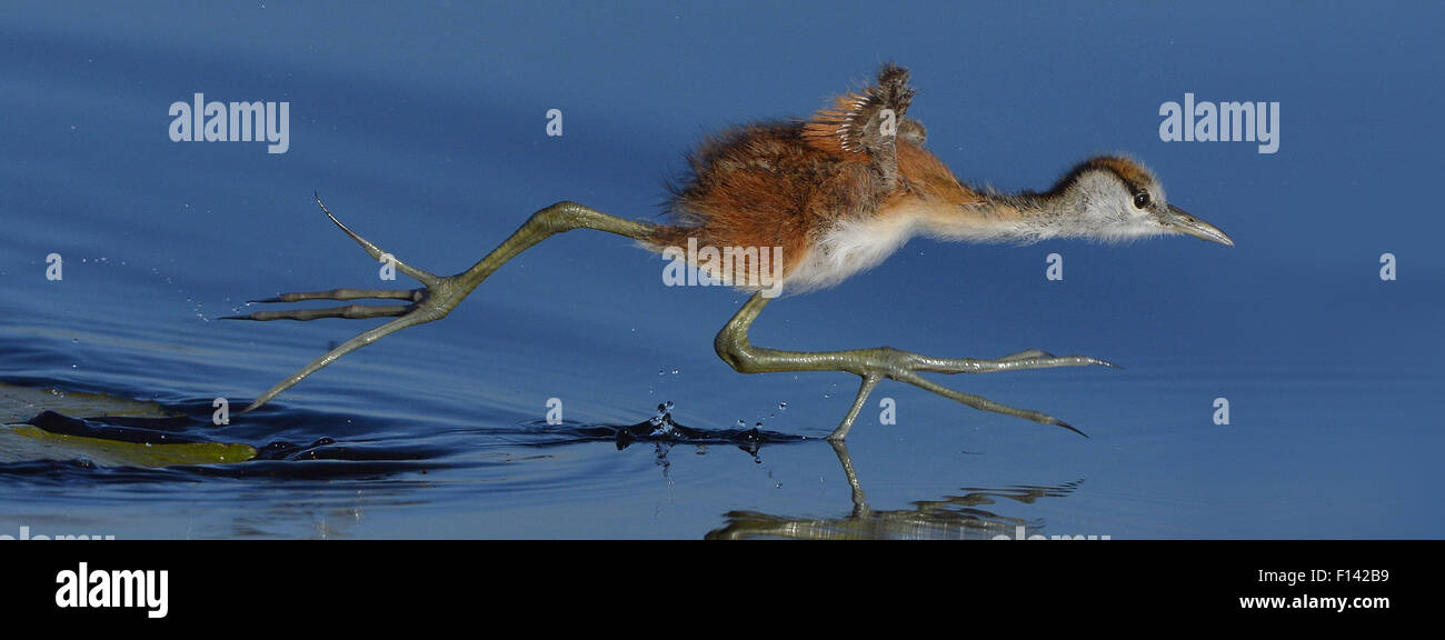 African jacana (Actophilornis africana) chick running across water ...