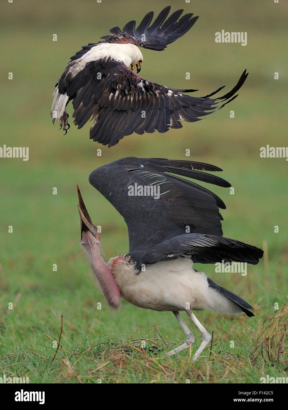 Marabou stork (Leptoptilos crumeniferus) and African fish eagle ...