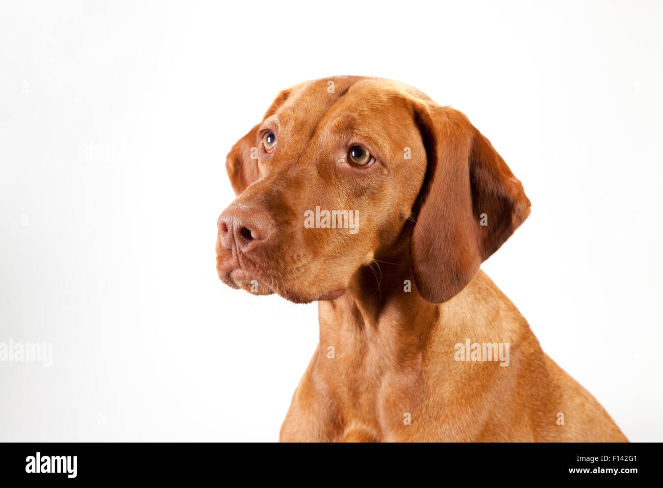 Portrait of a Hungarian Vizla Dog Stock Photo - Alamy