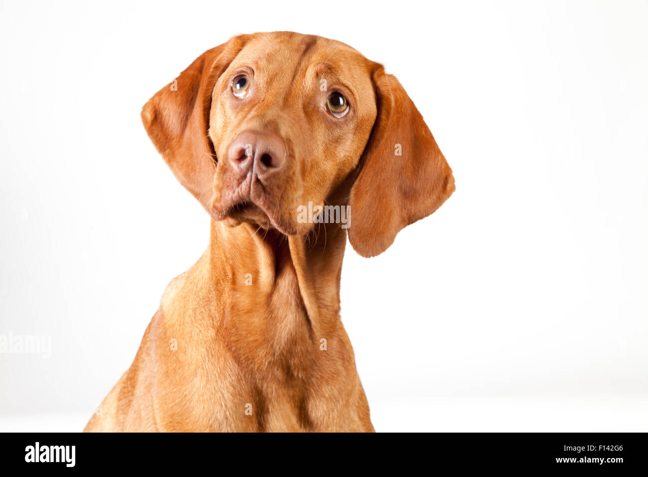 Portrait of a Hungarian Vizla Dog Stock Photo - Alamy
