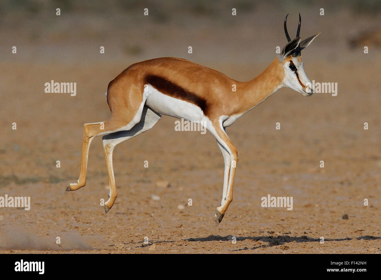 Springbok jumping south africa hi-res stock photography and images - Alamy