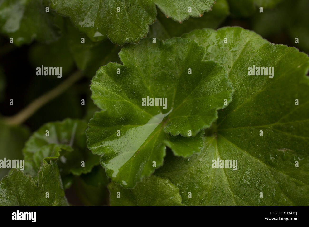 Closeup of wet geranium leaves Stock Photo - Alamy