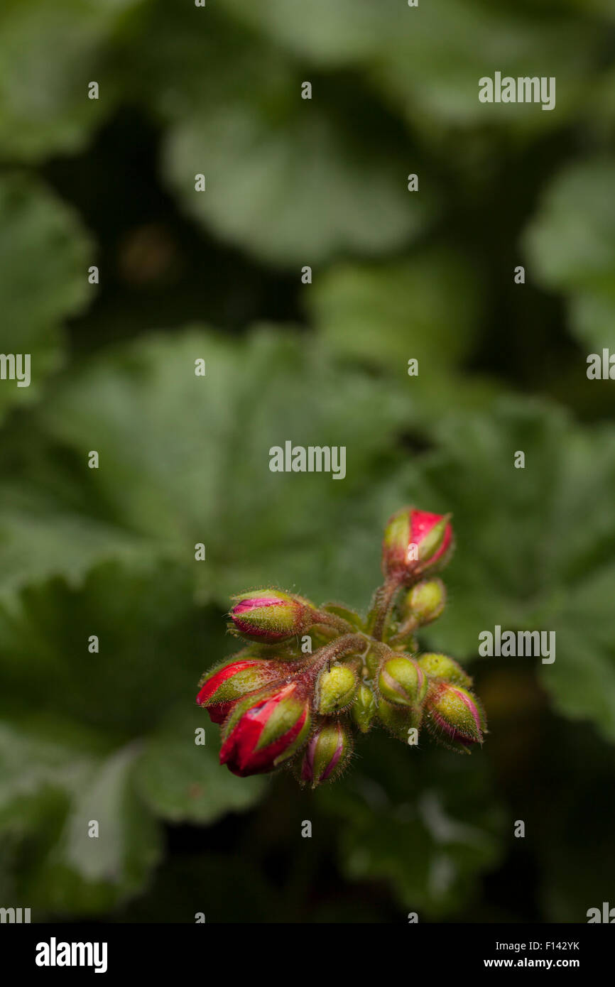 Geranium buds hi-res stock photography and images - Alamy