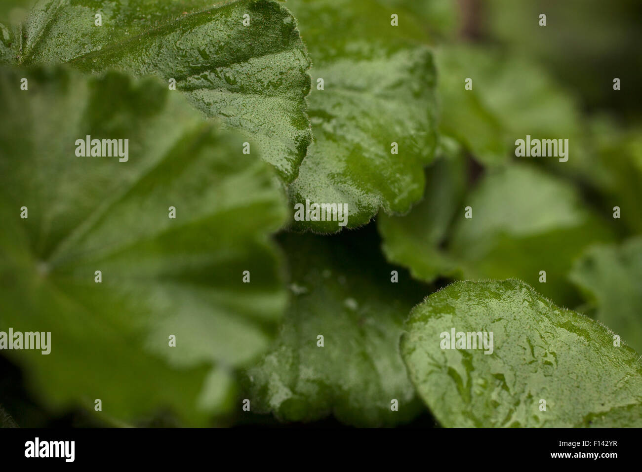 Geranium leaves hi-res stock photography and images - Alamy