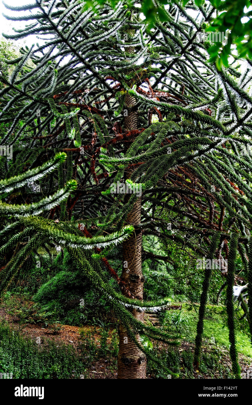 A monkey puzzle tree of endangered species Araucaria araucana at ...