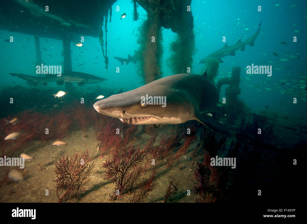 Sand tiger shark (Carcharias taurus) on the wreck of the 'Aeolus ...