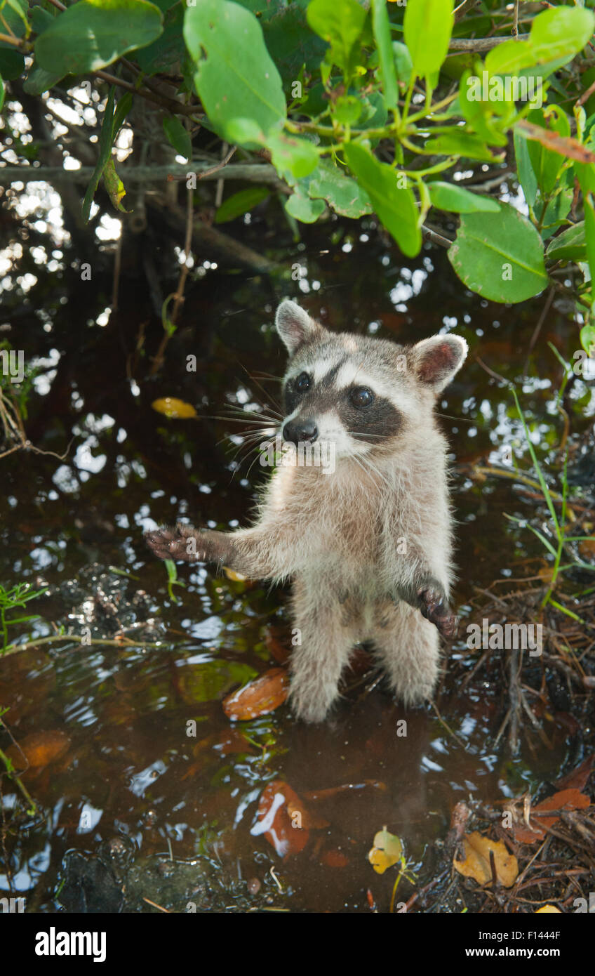 Pygmy Raccoon (Procyon pygmaeus) in mangrove swamp, Cozumel Island ...