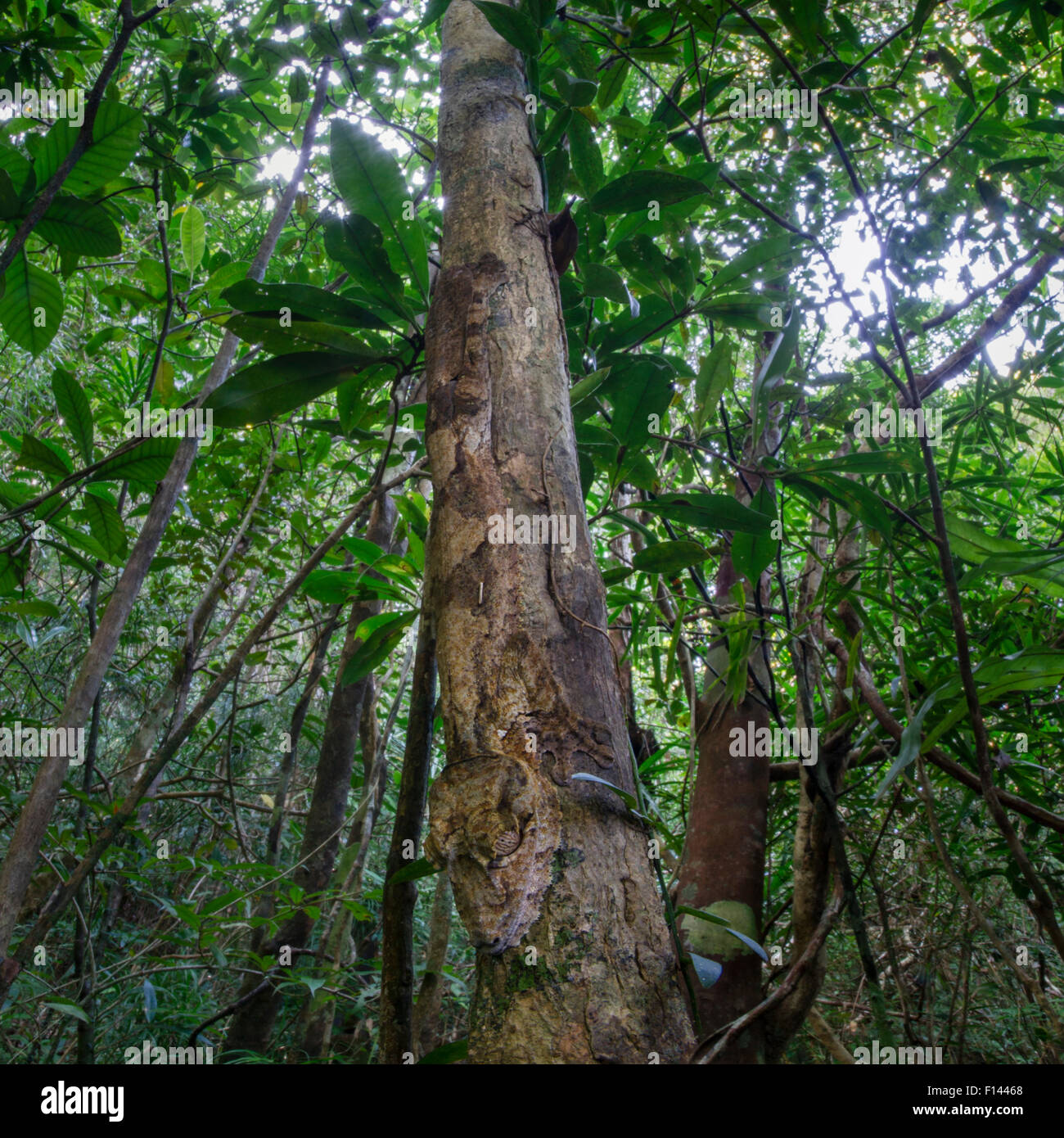 Leaf-tailed Gecko (Uroplatus fimbriatus) resting on tree trucnk in ...