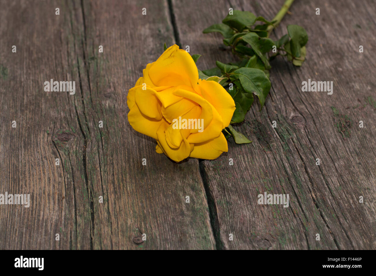 Yellow wood rose hi-res stock photography and images - Alamy