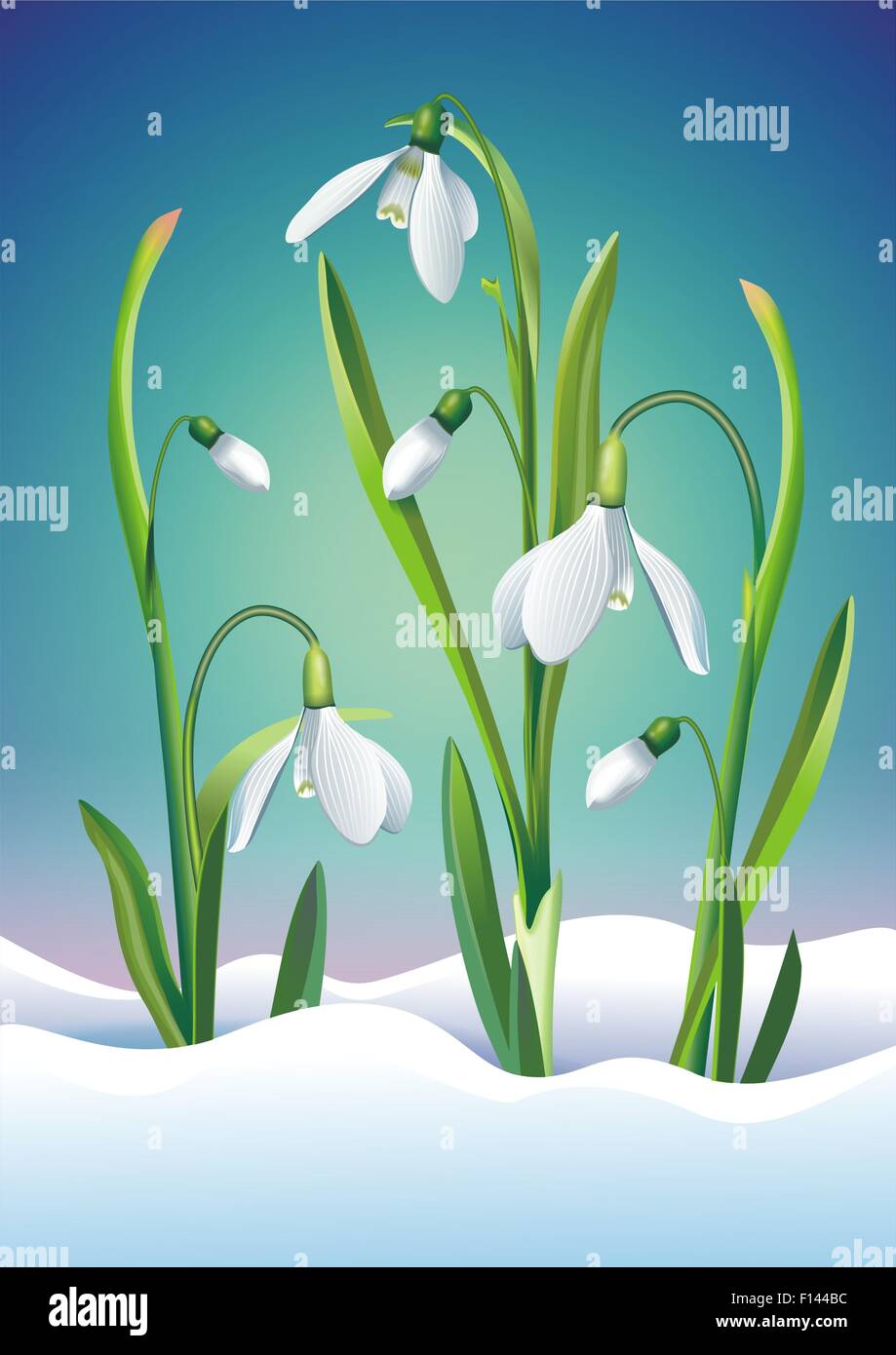 Snowdrop Flowers Art Illustration. Spring Flowers Stock Photo - Alamy