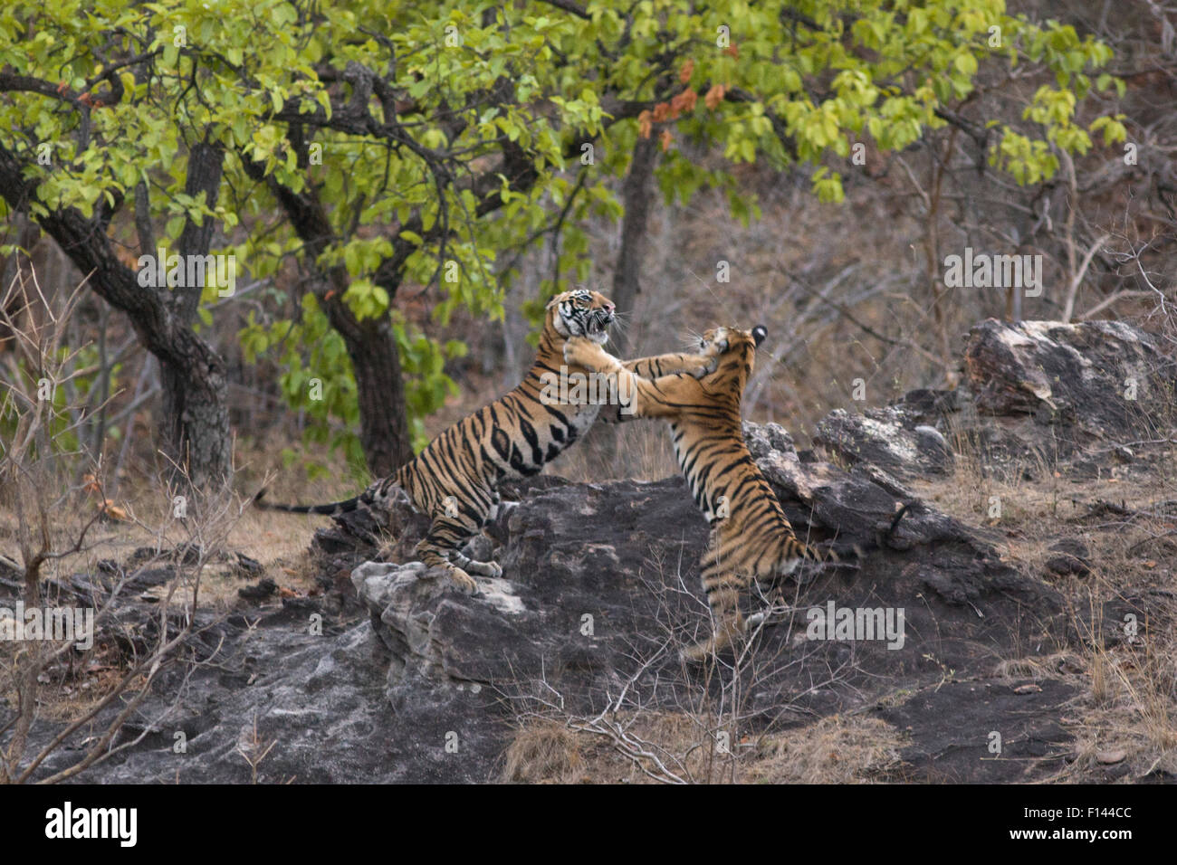 Tiger standing on two legs hi-res stock photography and images - Alamy