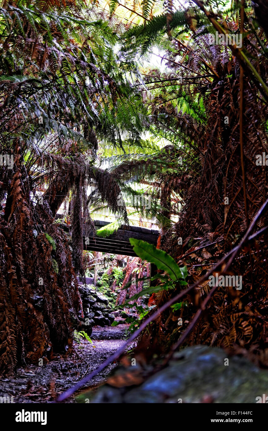 Ventnor Botanic Gardens, Isle of Wight, has hidden walkways, a haven ...