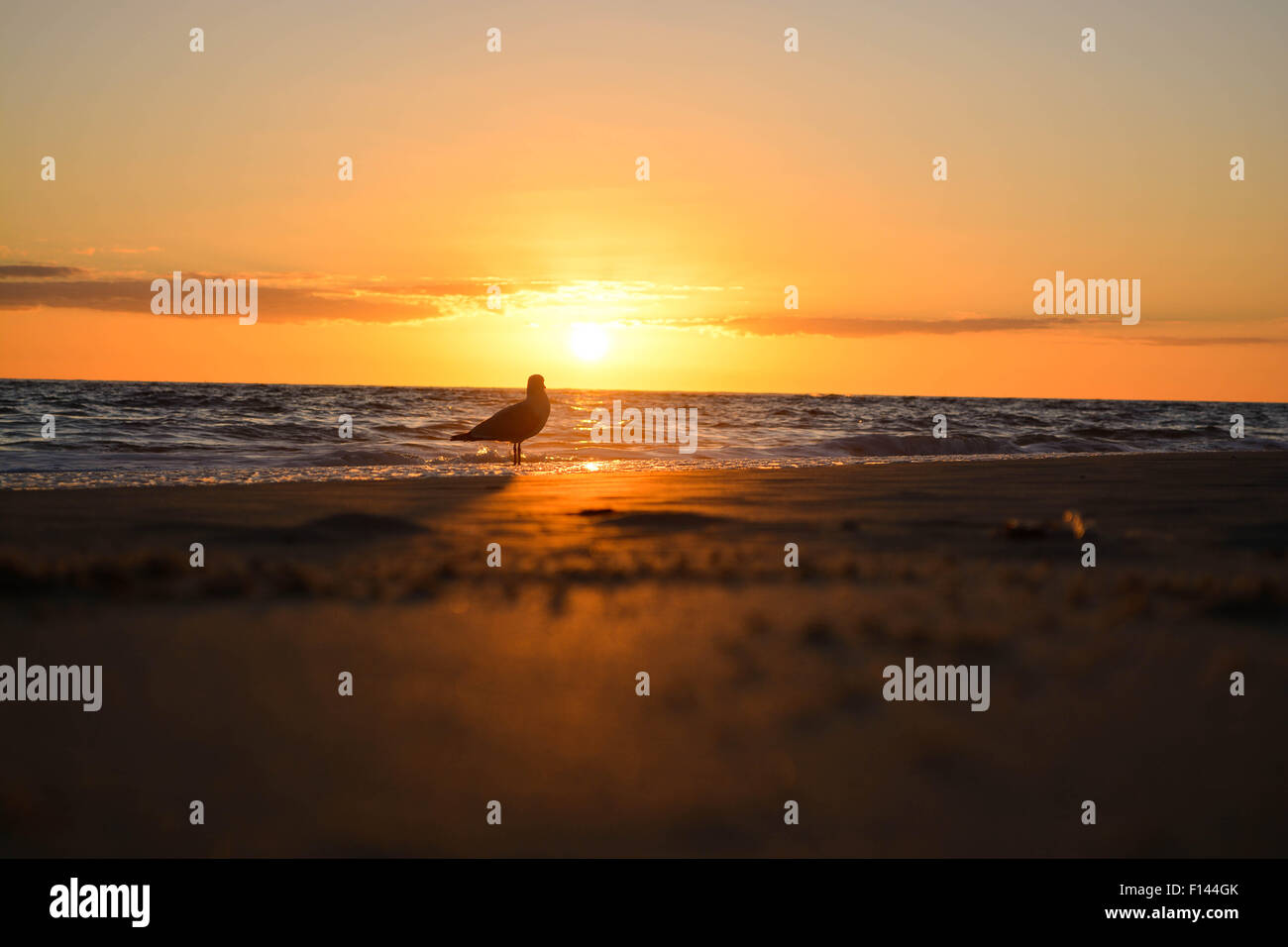Seagull in the sunset Stock Photo - Alamy