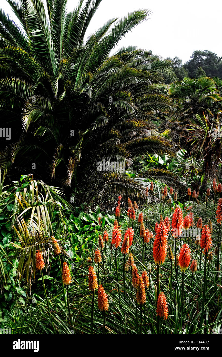 Aloe mutabilis a very unusual Aloe basking on the south facing banks of ...
