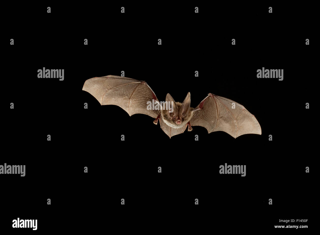 Micro bat flying hi-res stock photography and images - Alamy