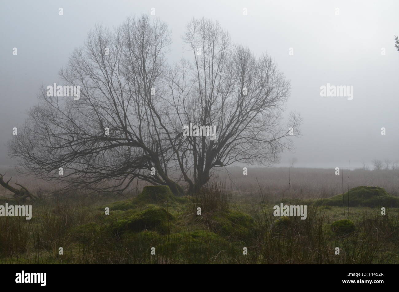 Yew tree tarn, Lake District England Stock Photo - Alamy
