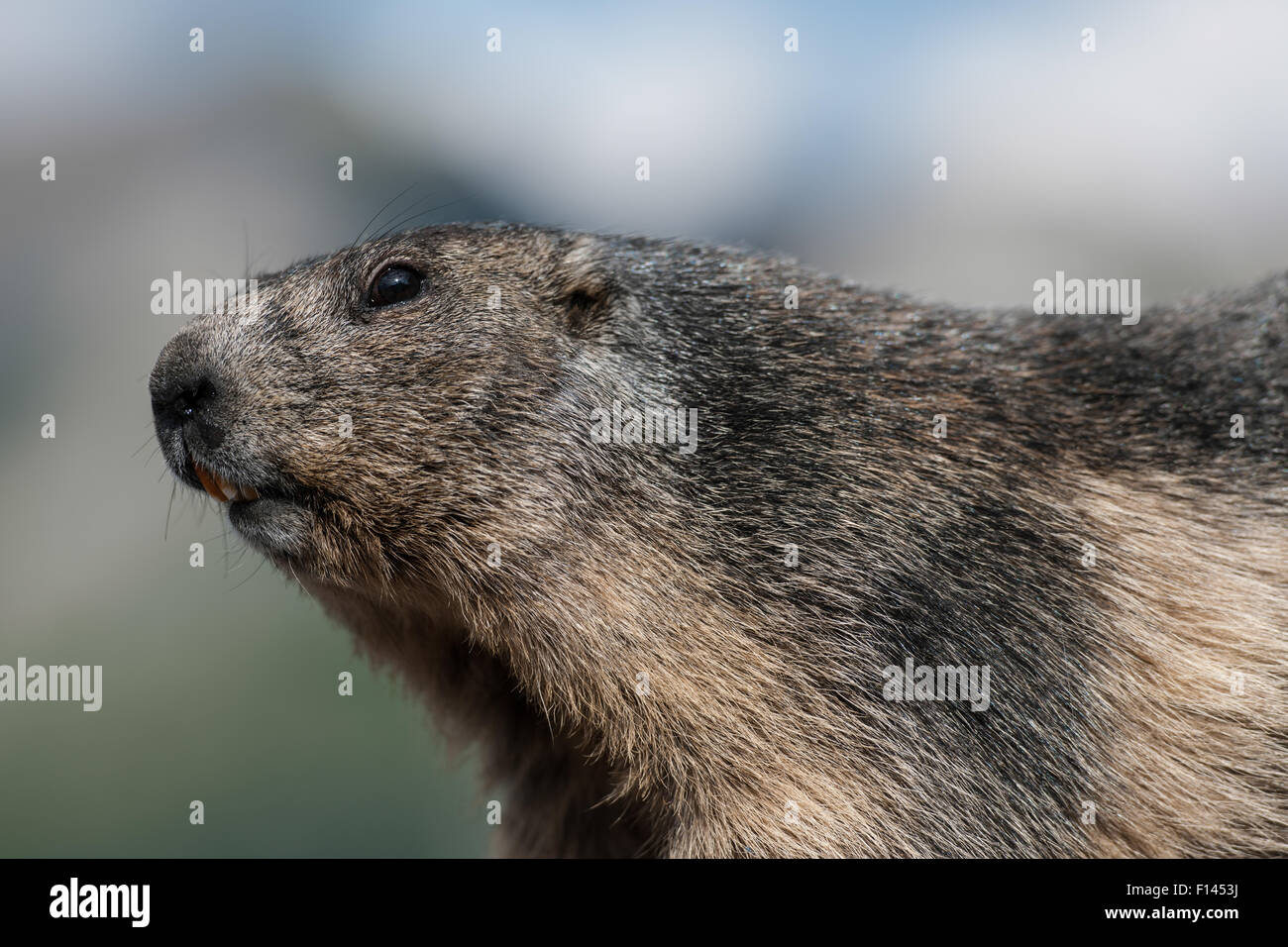 marmot in the high mountains of Austria Stock Photo - Alamy