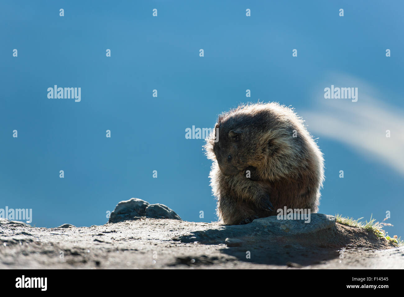 marmot in the high mountains of Austria Stock Photo - Alamy