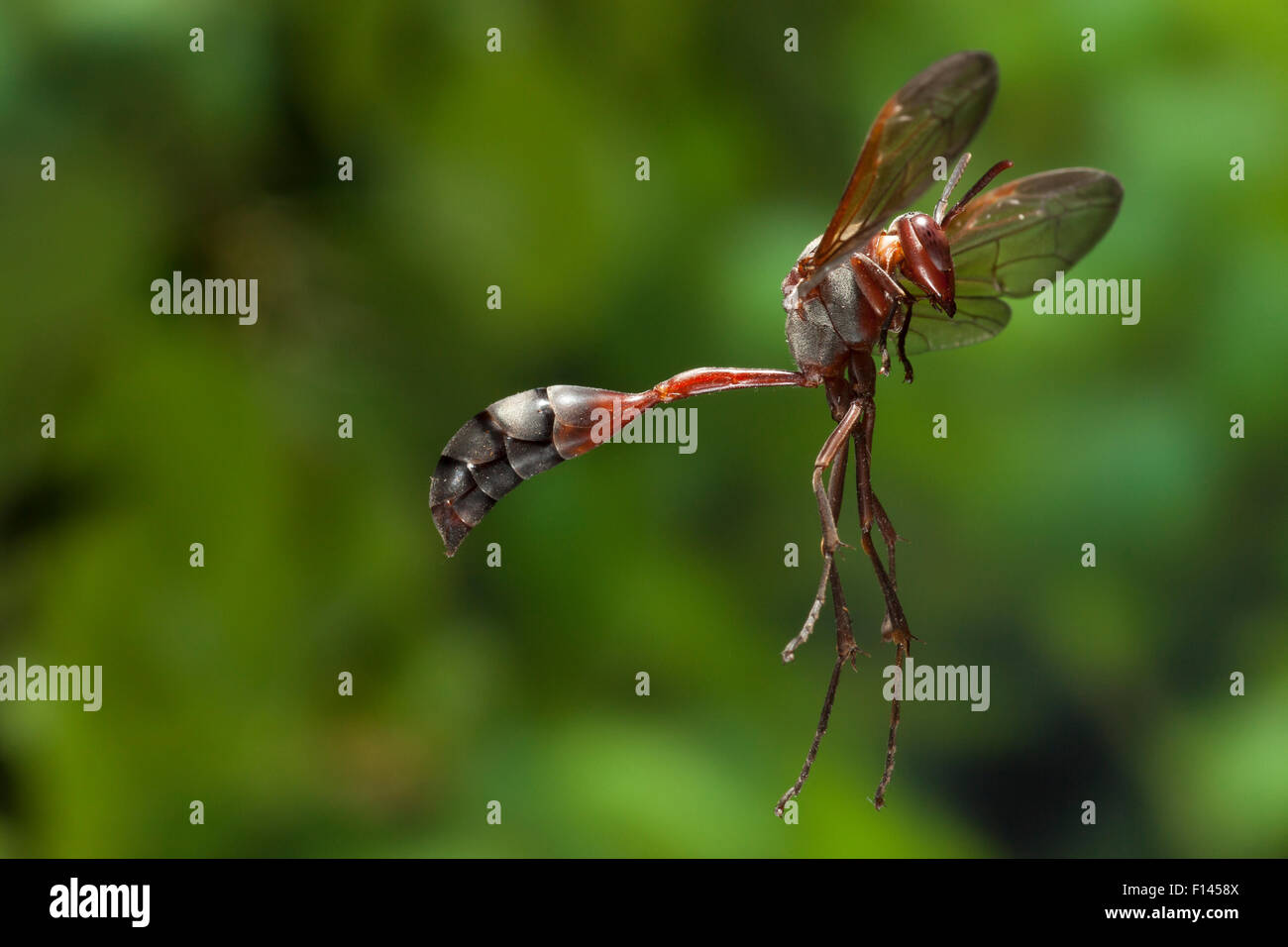 African paper wasp (Belonogaster juncea) in flight, Matobo National ...