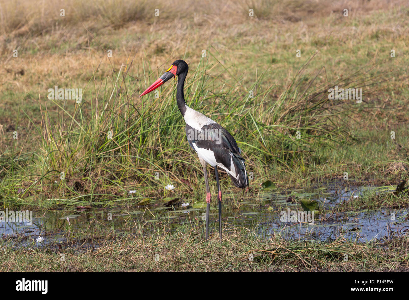 Long legged yellow-billed stork (Mycteria ibis) standing at the water's ...