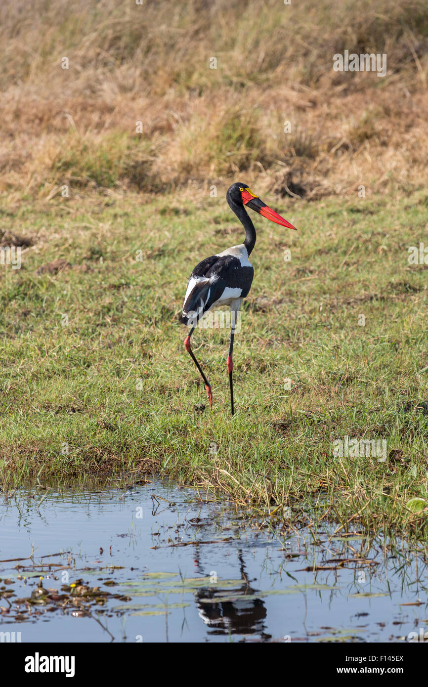 Botswana okavango delta stork hi-res stock photography and images - Alamy