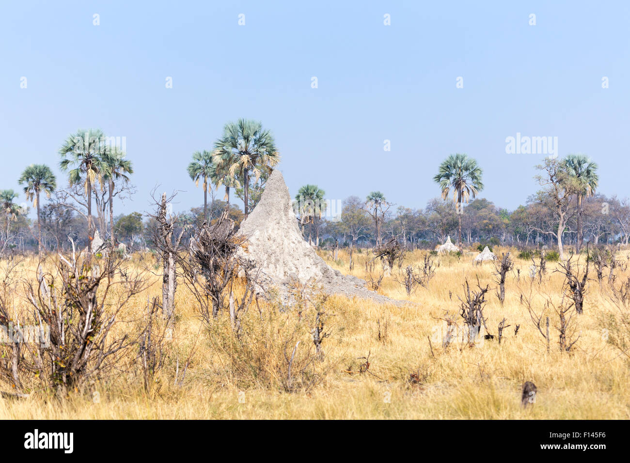 Large conical termite mound with palm trees in typical savannah ...