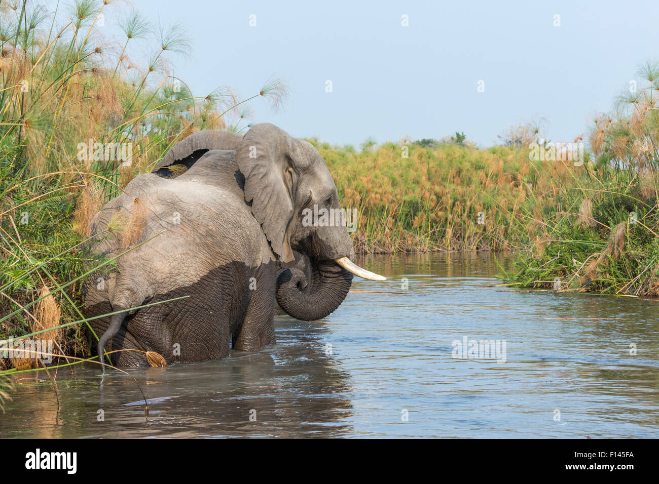 Big 5 animal viewing on safari: African bush elephant (Loxodonta ...