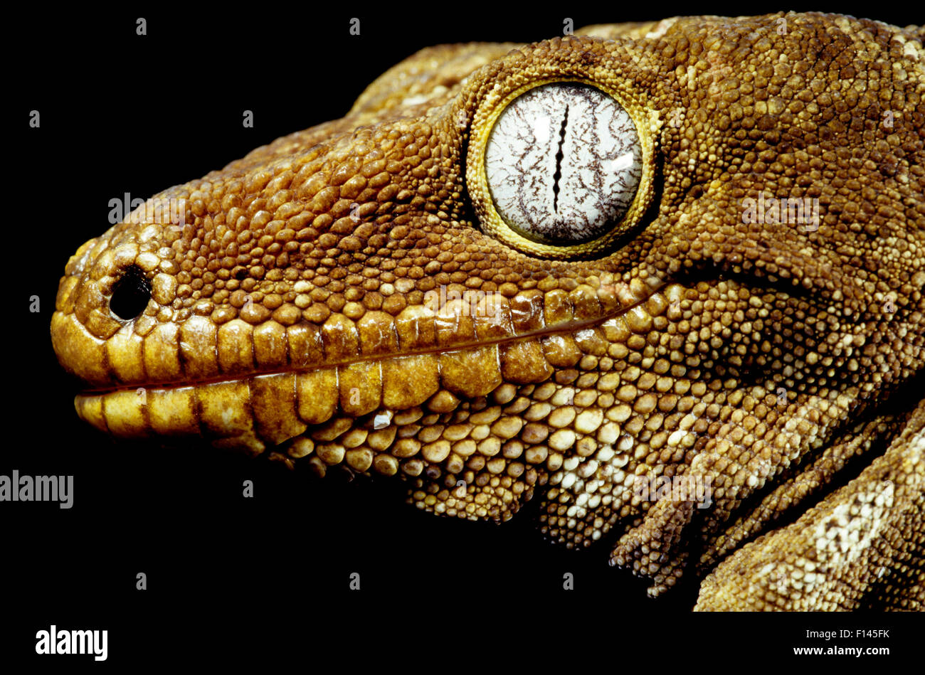 New caledonia giant gecko rhacodactylus leachianus hi-res stock ...