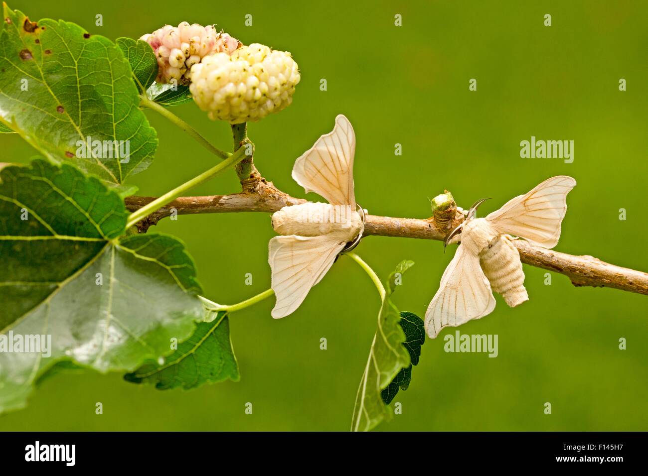 Domesticated silkmoth hi-res stock photography and images - Alamy