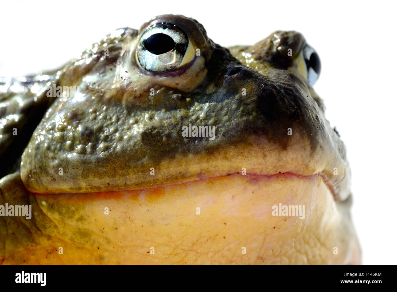 Pyxicephalus adspersus hi-res stock photography and images - Alamy